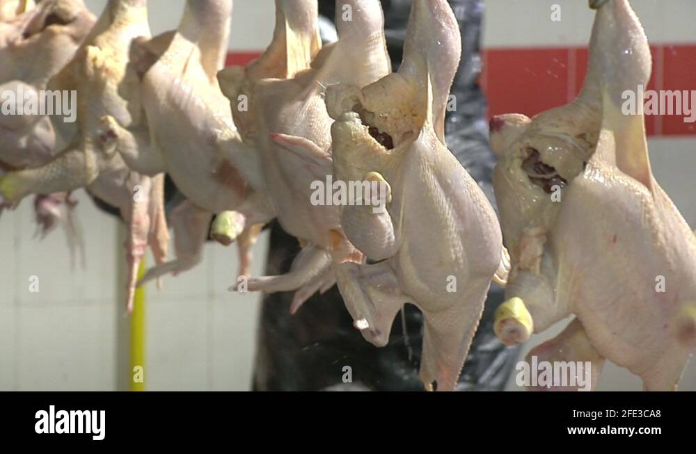 Raw chicken production line Stock Videos & Footage - HD and 4K Video ...