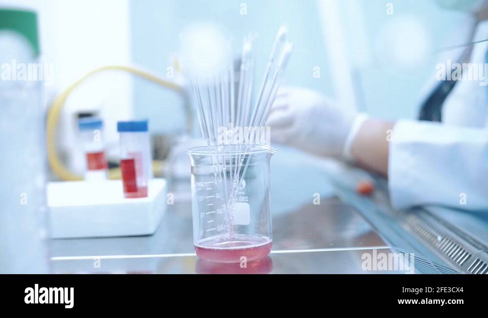 scientist using dropper pipette transfer sample in Biosafety cabinet ...