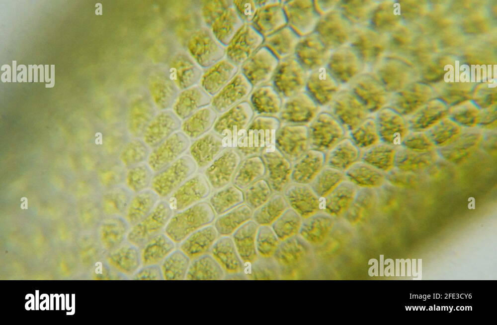 Chloroplast under a microscope Stock Videos & Footage - HD and 4K Video ...