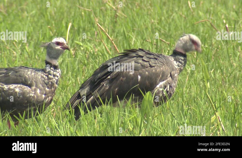 Southern Screamer Male Female Calling Communicating Caw Sound in Brazil ...