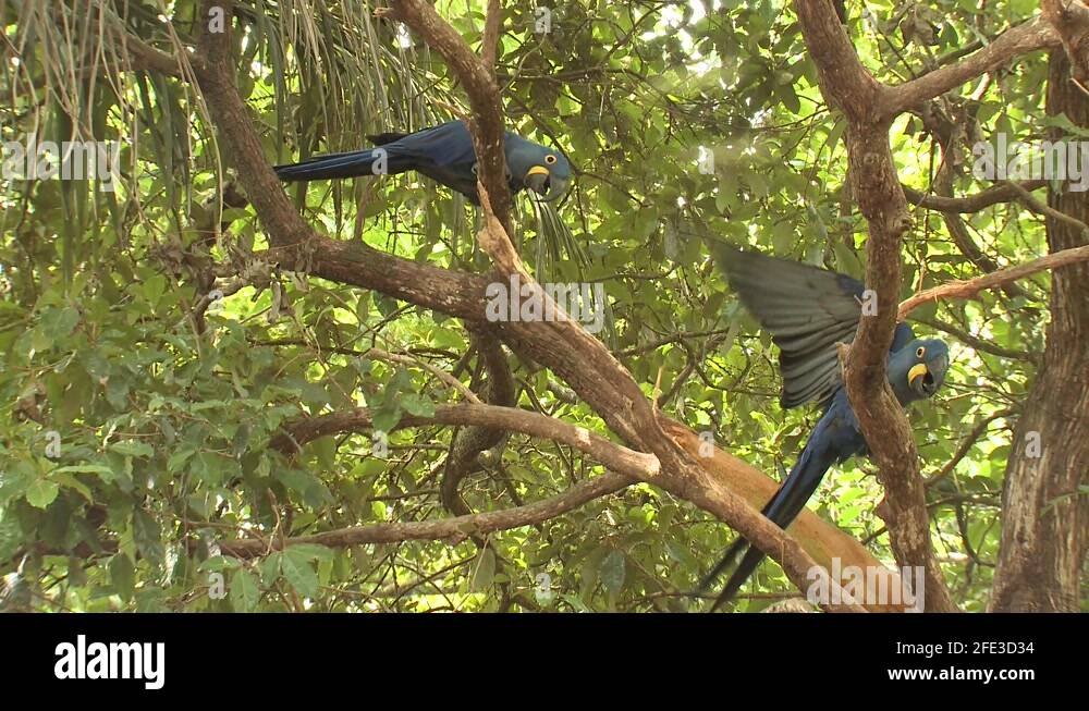 Macaw talking Stock Videos & Footage - HD and 4K Video Clips - Alamy