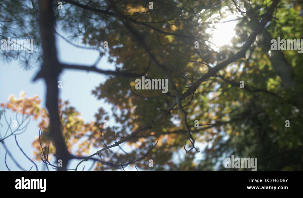 Sunlight filtering through leaves Stock Videos & Footage - HD and 4K ...