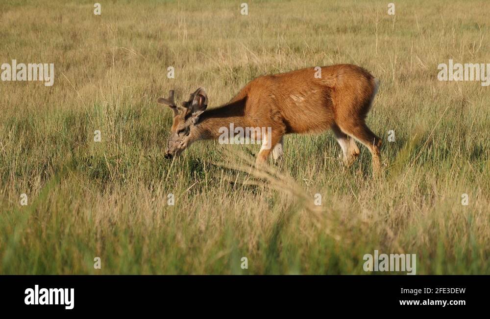 A young Mule deer feeding in a grassy field. slowed to half speed Stock ...