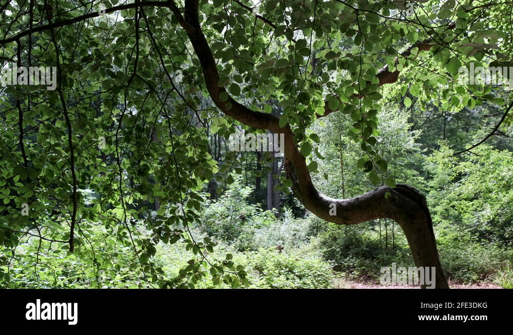 Tree in full leaf Stock Videos & Footage - HD and 4K Video Clips - Alamy