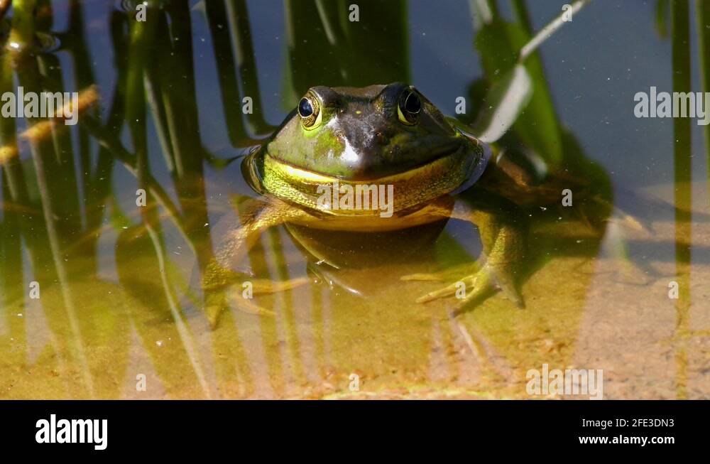 Edible bullfrog Stock Videos & Footage - HD and 4K Video Clips - Alamy