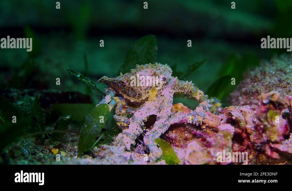 Southern Blue-Ringed Octopus Hapalochlaena maculosa 4k 25fps Stock ...