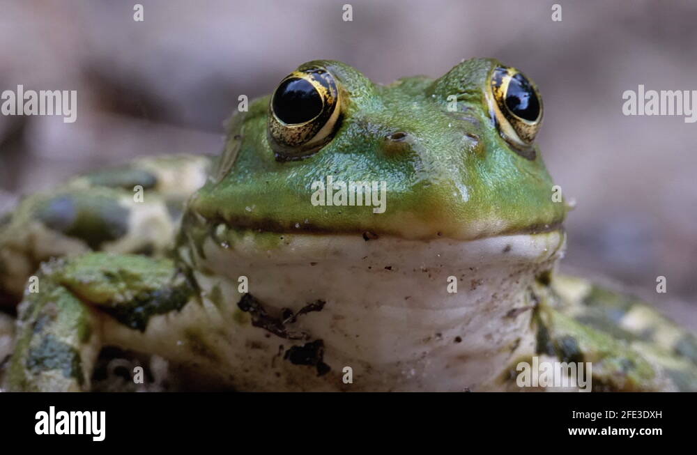 Portrait of common frog Stock Videos & Footage - HD and 4K Video Clips ...