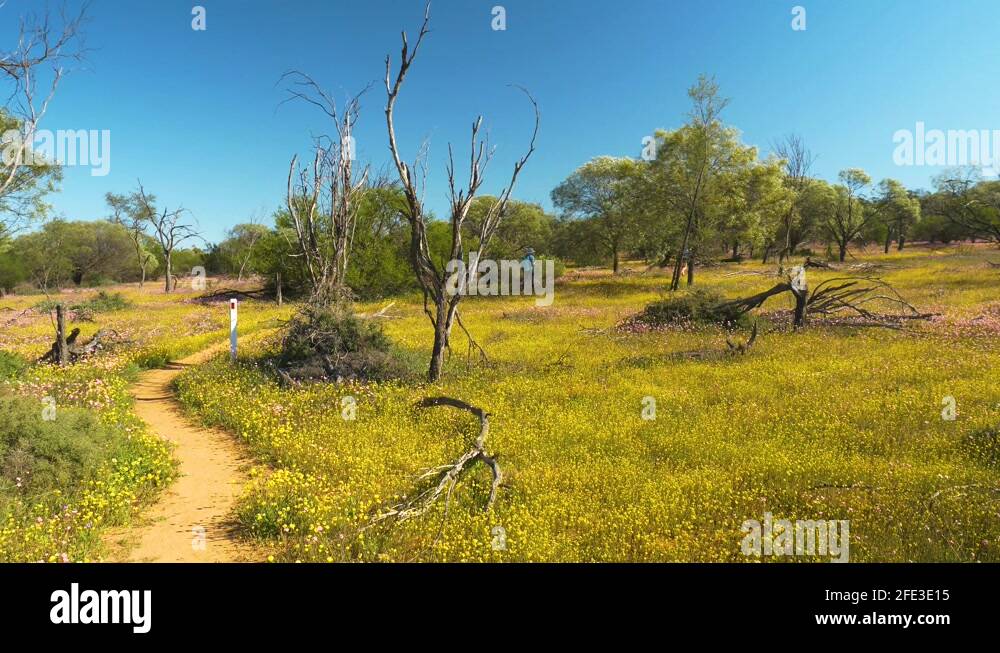 Native plant trail Stock Videos & Footage - HD and 4K Video Clips - Alamy