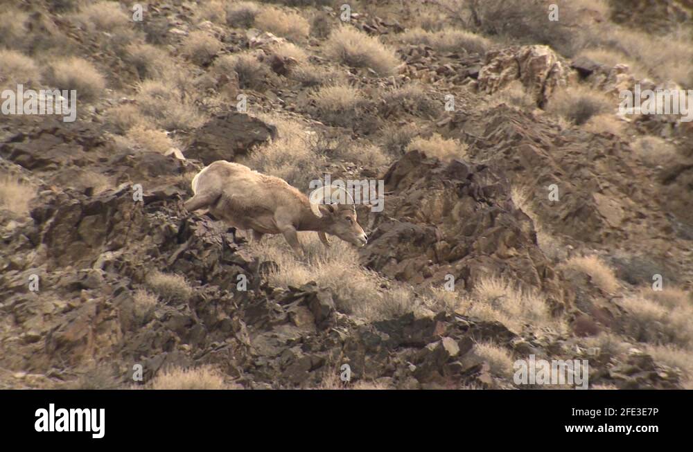 Bighorn sheep ewe ram Stock Videos & Footage - HD and 4K Video Clips ...