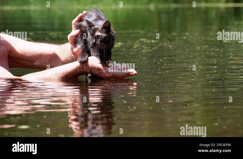 Cat Jumps into the Water and Swims. Kitten emotions. Slow Motion Stock ...
