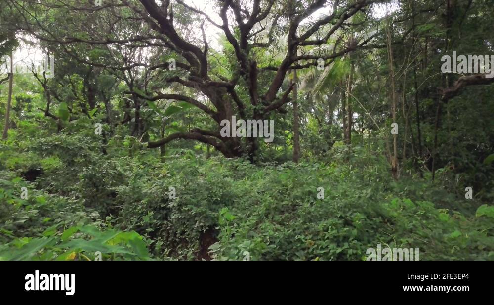 Thick forests tall tropical trees Stock Videos & Footage - HD and 4K ...
