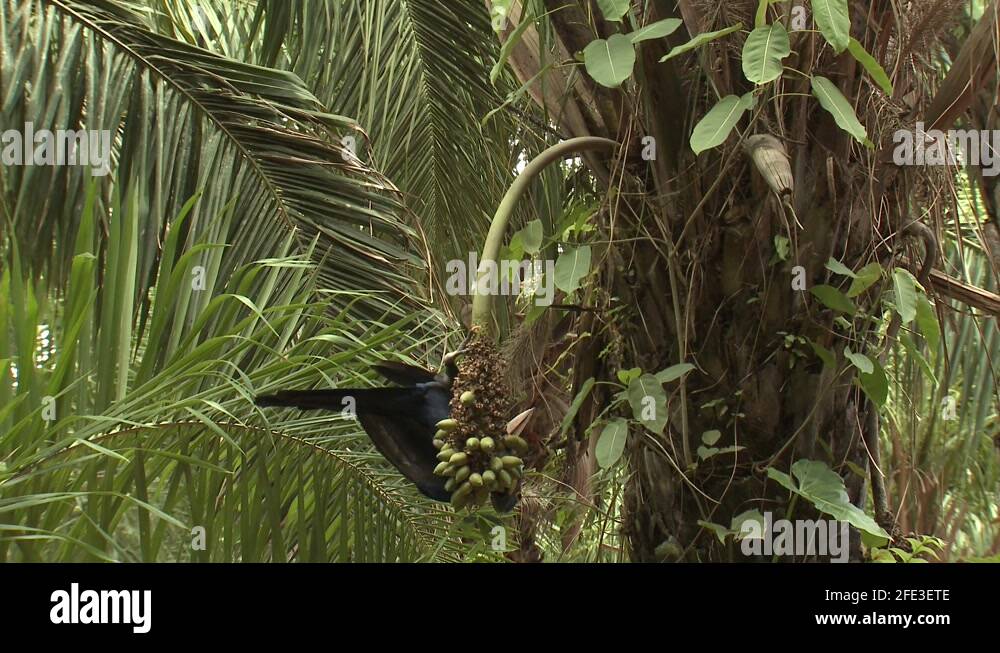 Collecting nut Stock Videos & Footage - HD and 4K Video Clips - Alamy