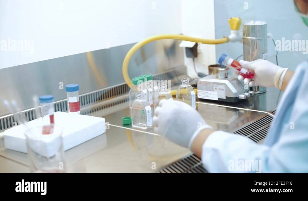 scientist using dropper pipette transfer sample in Biosafety cabinet ...