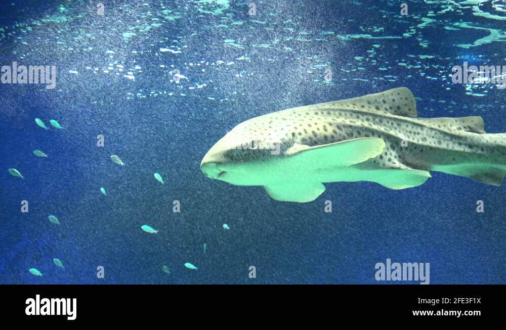 Stegostoma Fasciatum. The Zebra Shark swimming in the aquarium. Closeup ...