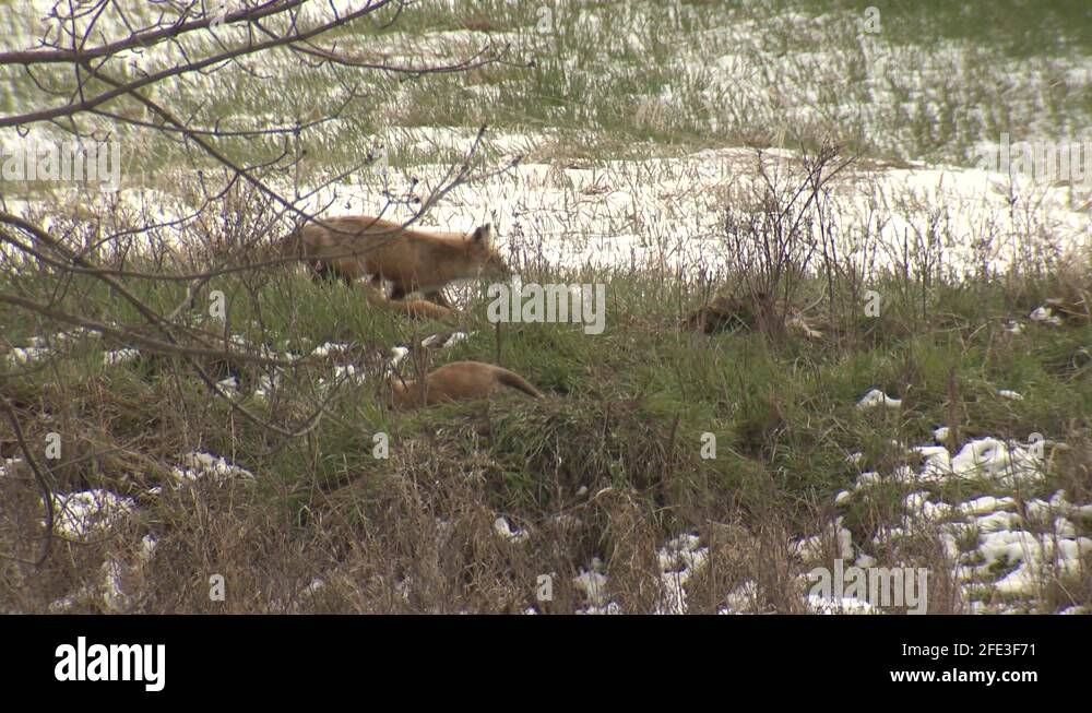 South american red fox Stock Videos & Footage - HD and 4K Video Clips ...