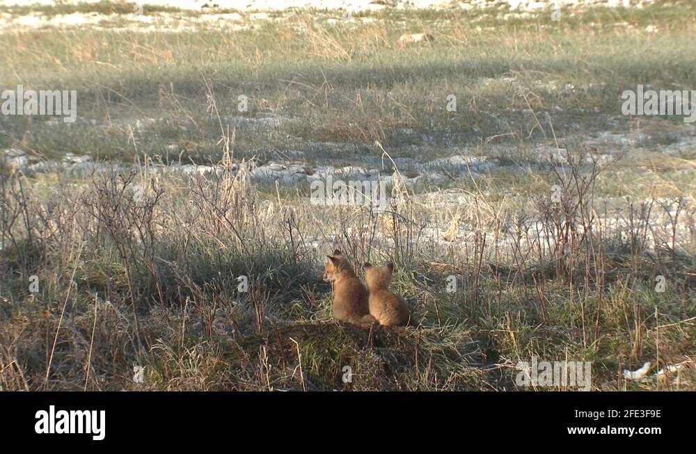 Red fox pair Stock Videos & Footage - HD and 4K Video Clips - Alamy