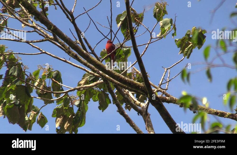 Forest canopy bird Stock Videos & Footage - HD and 4K Video Clips - Alamy