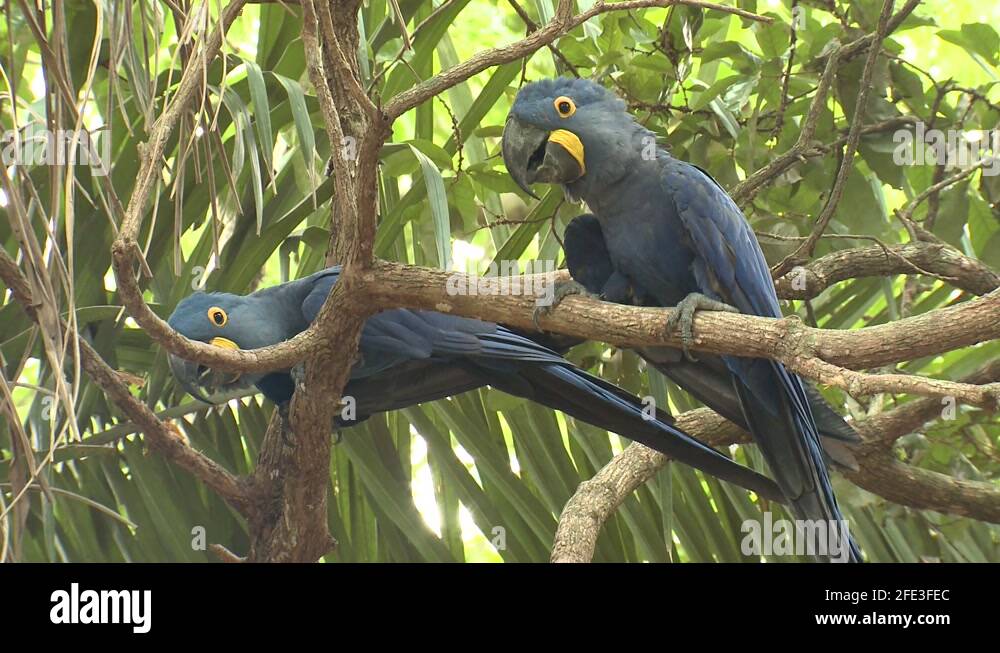 Hyacinth Macaw Male Female Calling Communicating Singing Talking ...