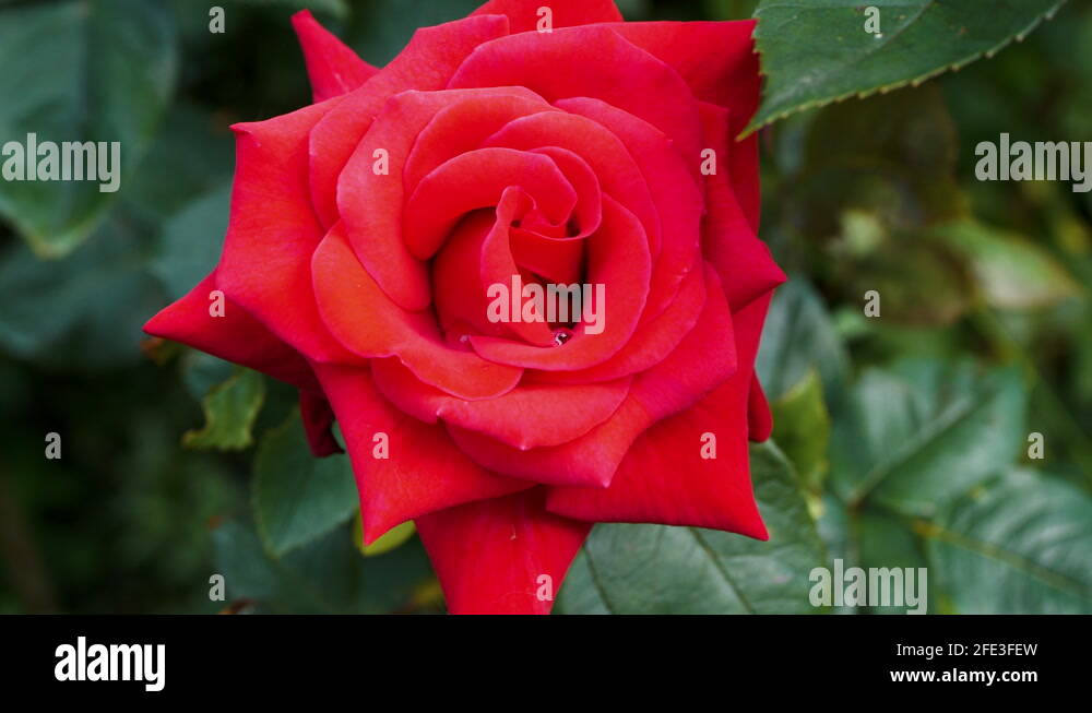 Rose on rose bush Stock Videos & Footage - HD and 4K Video Clips - Alamy