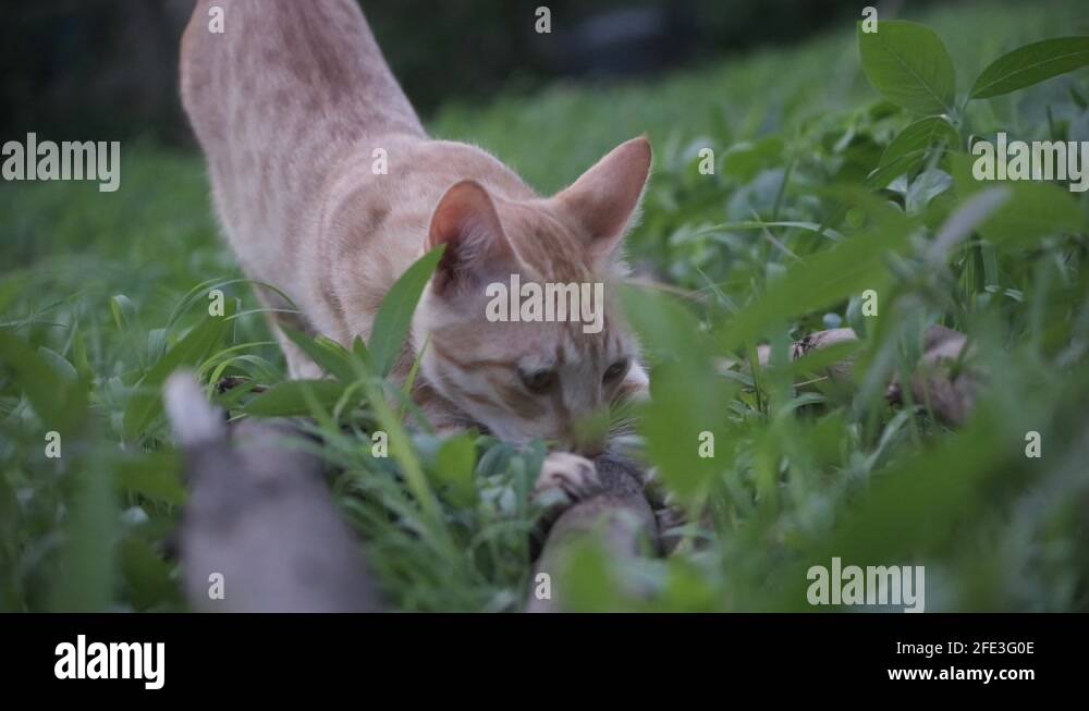 Sharpening claws Stock Videos & Footage - HD and 4K Video Clips - Alamy