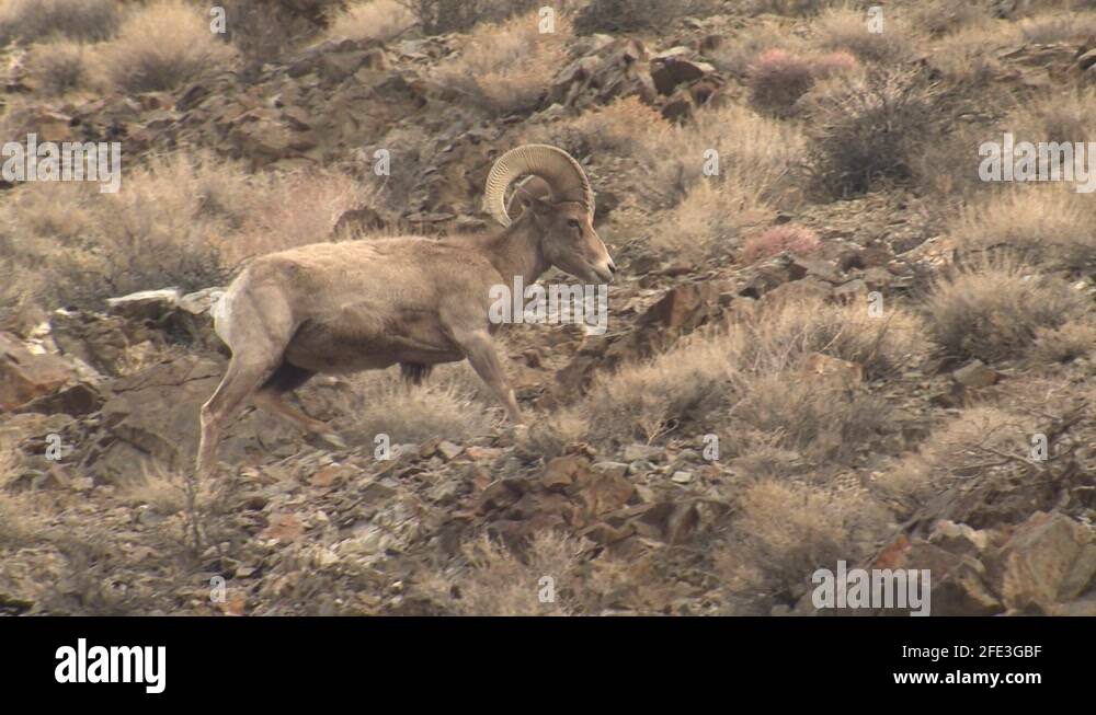 California bighorn sheep ovis canadensis Stock Videos & Footage - HD ...