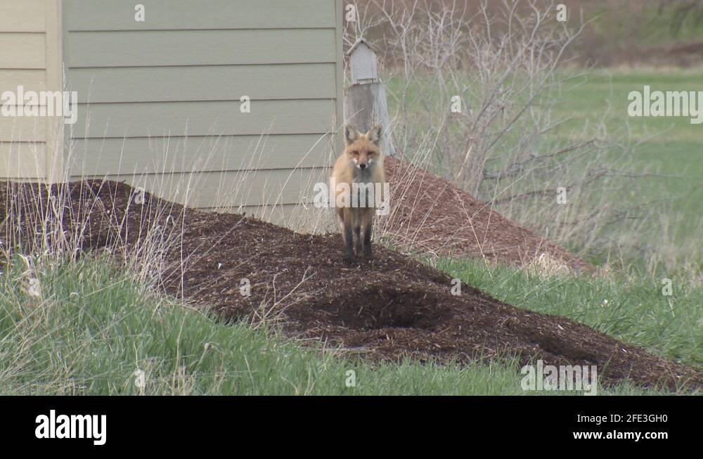 Red fox in city Stock Videos & Footage - HD and 4K Video Clips - Alamy