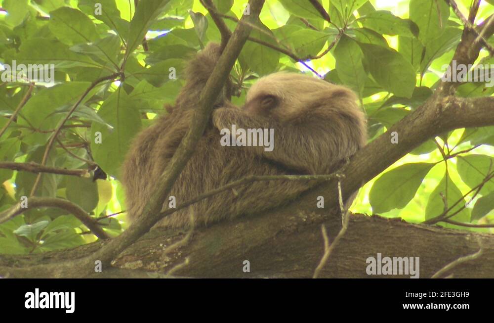 Hoffmans Two-toed Sloth Sleeping Resting in Tree in Jungle in Day Stock ...