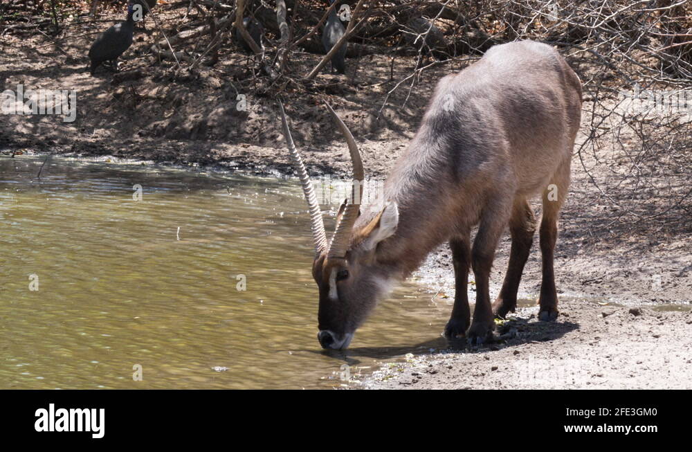 Safari south africa waterbuck Stock Videos & Footage - HD and 4K Video ...