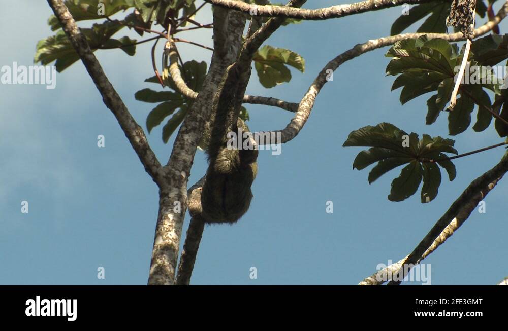 Brown-throated Sloth Male Climbing Reaching Branches Cecropia Tree in ...