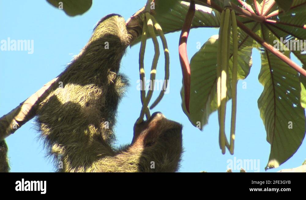 Brown-throated Sloth Hanging Upside Down Eating Cecropia Tree Seeds ...