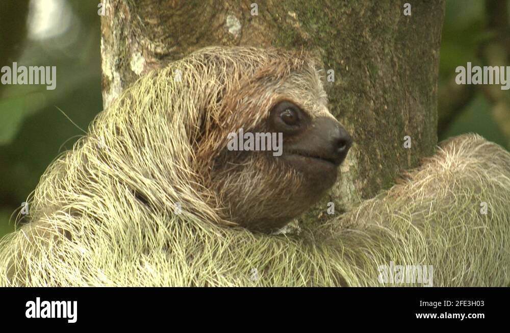 Sloth eyes Stock Videos & Footage - HD and 4K Video Clips - Alamy