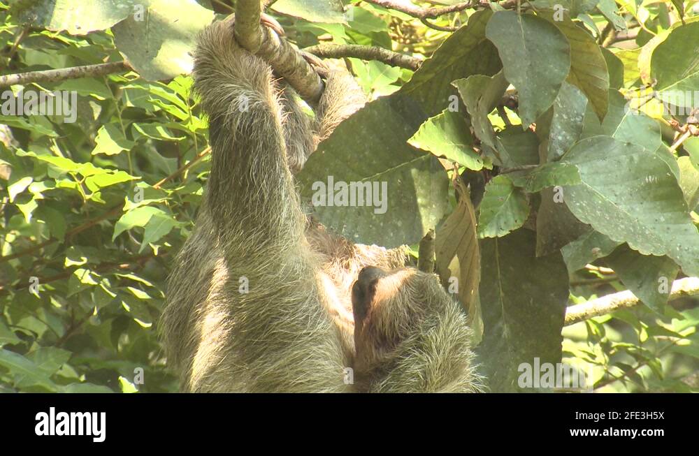 Three Toed Sloth Claws Hanging Stock Videos And Footage Hd And 4k Video Clips Alamy