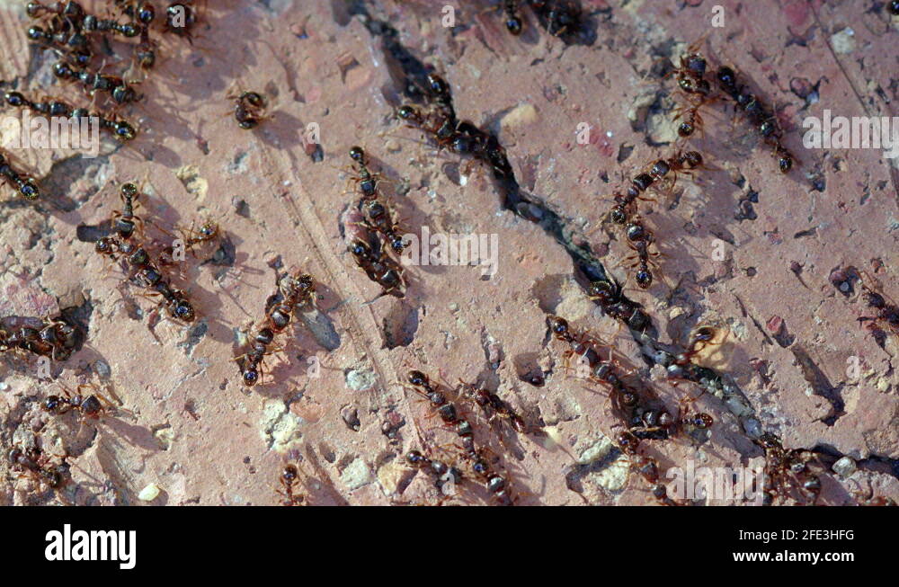 Ant zoom Stock Videos & Footage - HD and 4K Video Clips - Alamy