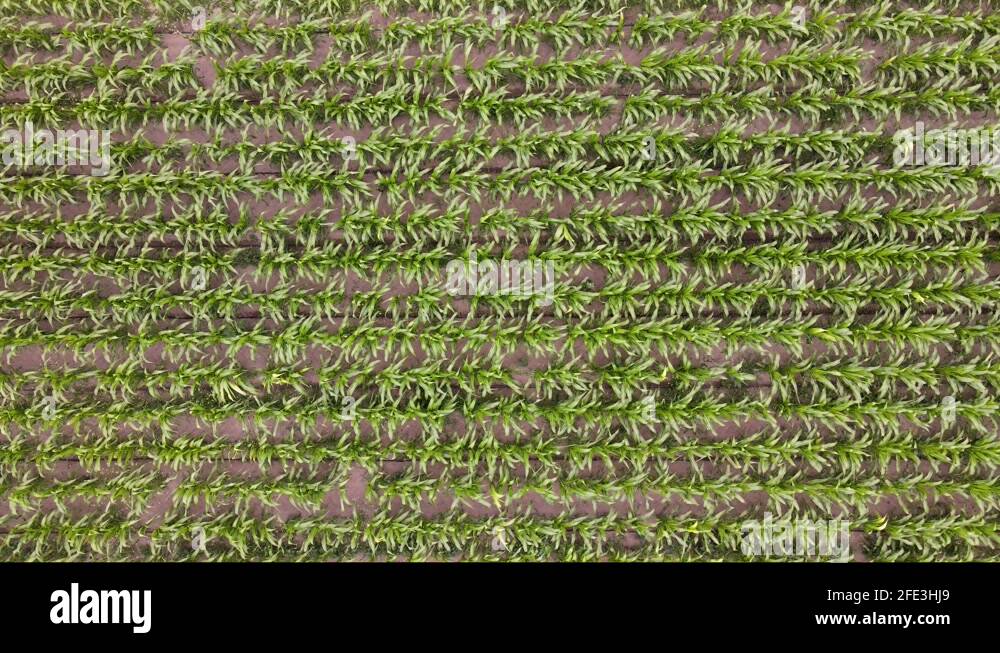 Crop movement Stock Videos & Footage - HD and 4K Video Clips - Alamy