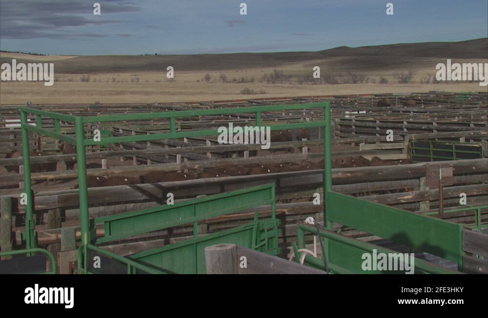 Bison Crowded into Cattle Chutes at Bison Auction in Custer State Park ...