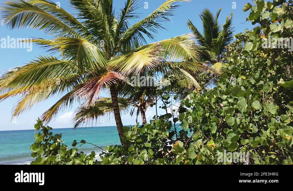 Caribbean island beach palm tree Stock Videos & Footage - HD and 4K ...