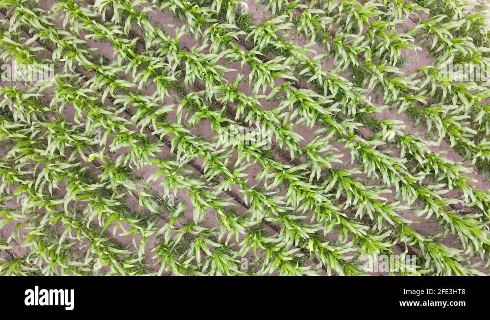Crop rotation corn Stock Videos & Footage - HD and 4K Video Clips - Alamy