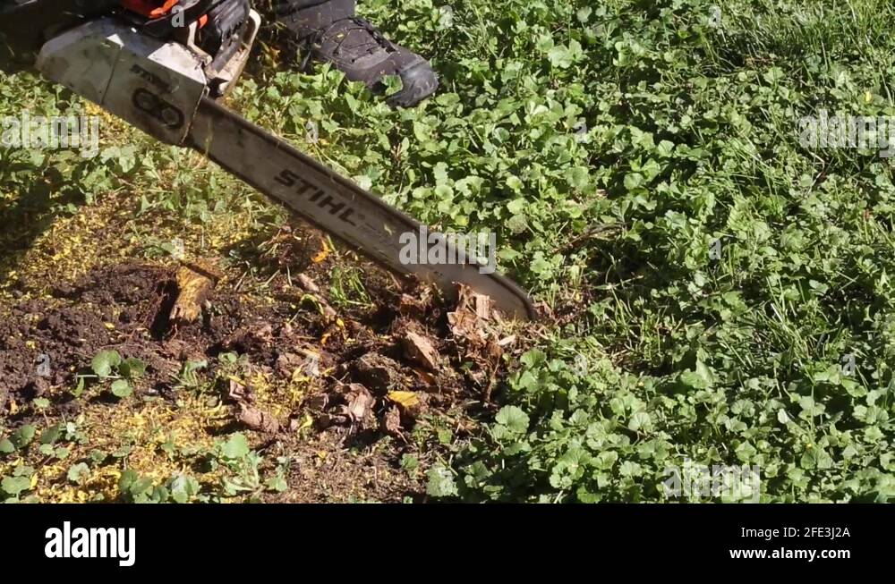 Cutting tree root Stock Videos & Footage - HD and 4K Video Clips - Alamy