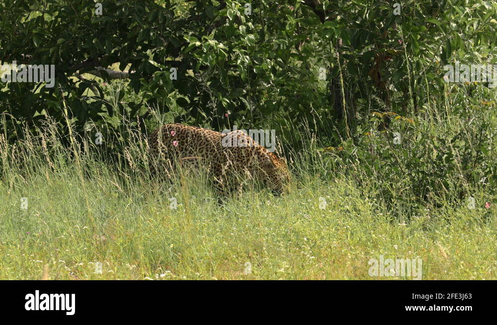 Green trees bush grass Stock Videos & Footage - HD and 4K Video Clips ...
