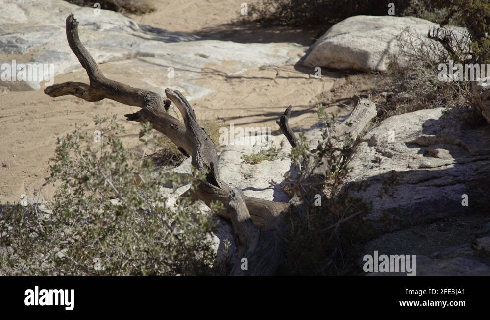 Dead bush in desert Stock Videos & Footage - HD and 4K Video Clips - Alamy