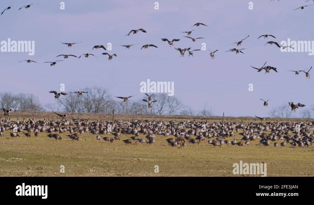 Large geese flock thousands of birds are landing on meadows in ...