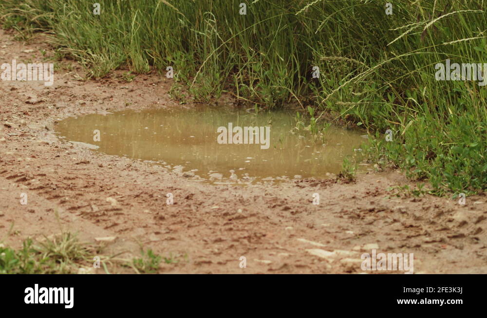 Step into nature Stock Videos & Footage - HD and 4K Video Clips - Alamy