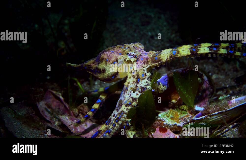 Southern Blue-Ringed Octopus Hapalochlaena maculosa 4k 25fps Stock ...