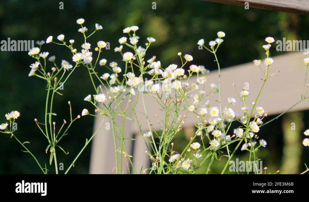 Daisies by roadside Stock Videos & Footage - HD and 4K Video Clips - Alamy