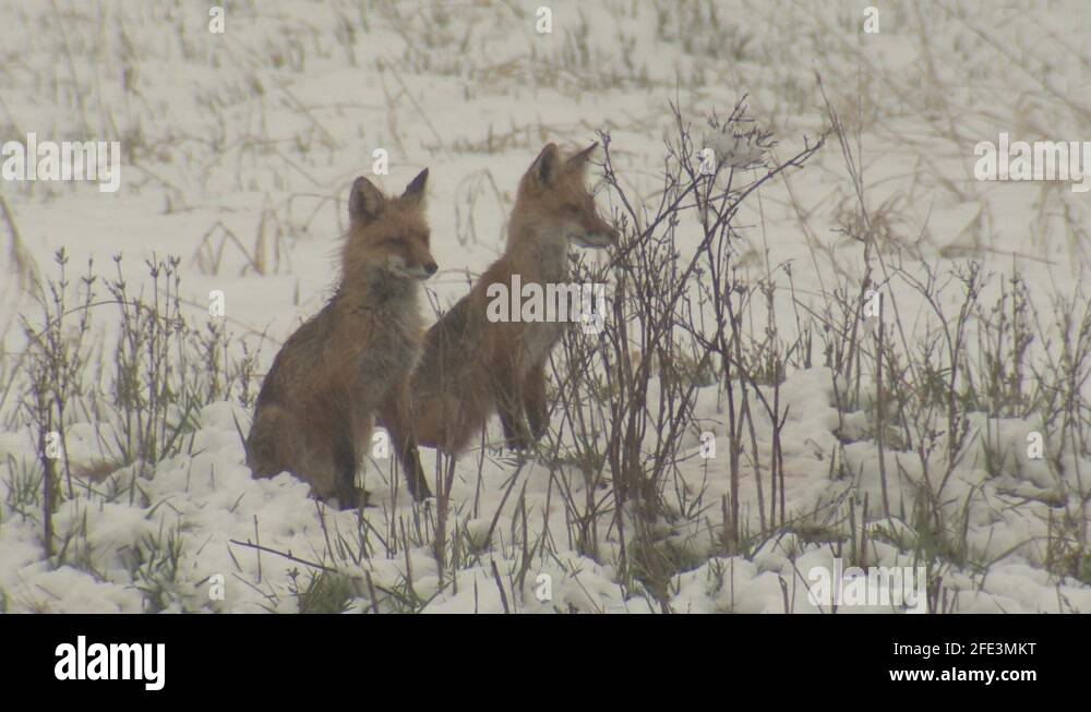 Adults and pups Stock Videos & Footage - HD and 4K Video Clips - Alamy