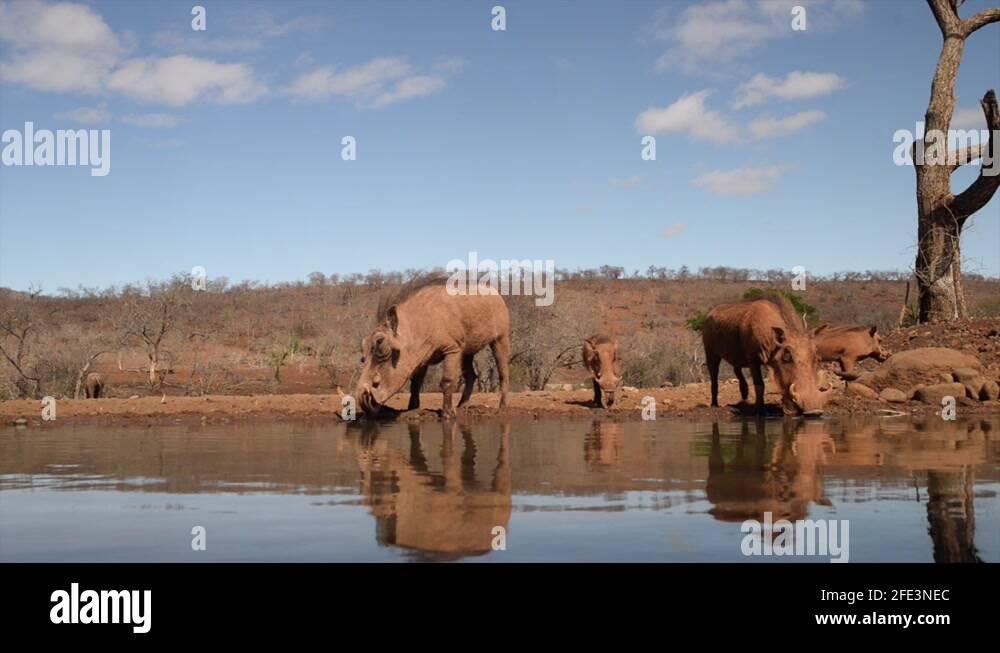Warthogs drinking at waterhole Stock Videos & Footage - HD and 4K Video ...