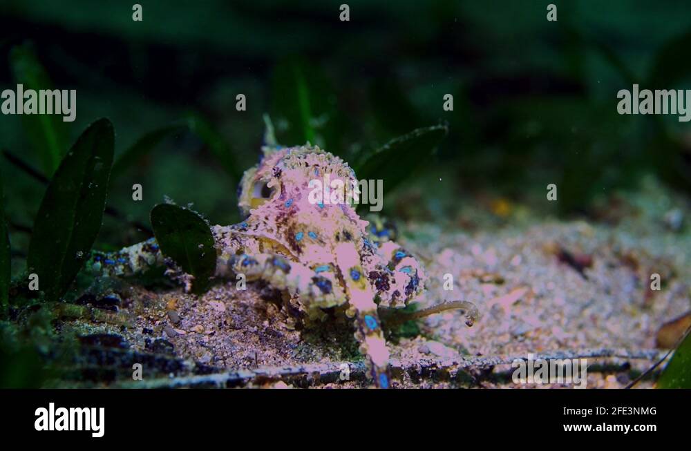 Southern Blue-Ringed Octopus Hapalochlaena maculosa 4k 25fps Stock ...