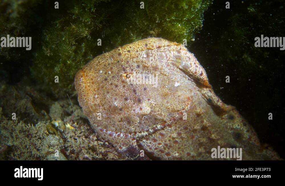 Warty Prowfish Aetapcus maculatus South Australia 4k 25fps Stock Video ...
