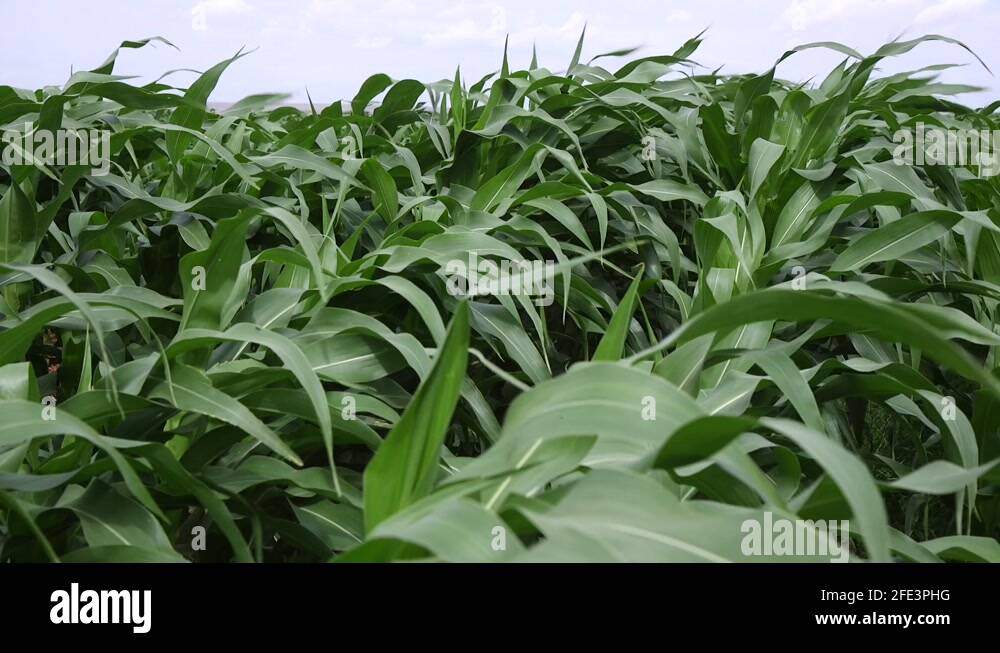 Maize plantation Stock Videos & Footage - HD and 4K Video Clips - Alamy