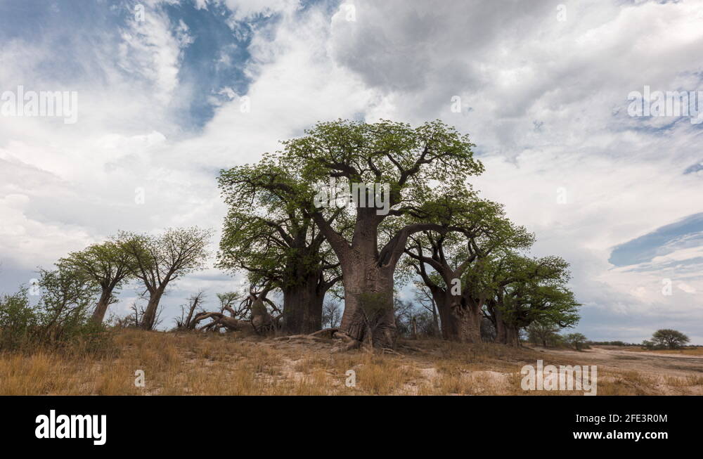 Letlhakane Stock Videos & Footage - HD and 4K Video Clips - Alamy